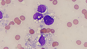 Cat with vomiting and anorexia | Question 3 | Case Study 05 | The Vet ...