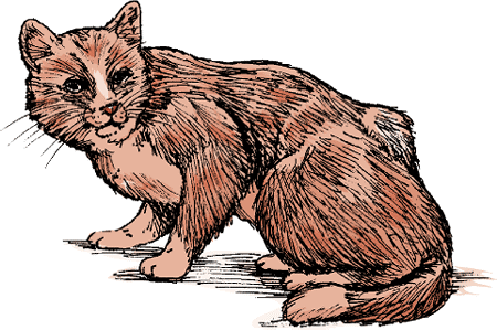 benign lung tumor in cats