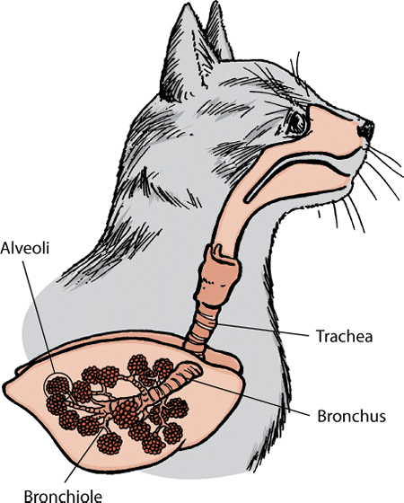 larynx problems in cats