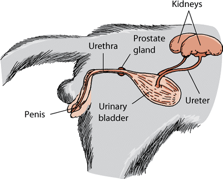 urinary system vet
