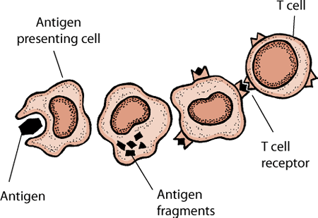 immune system function in animals