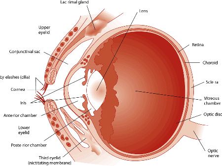 nictitating membrane dog function