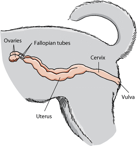 dog reproductive system function