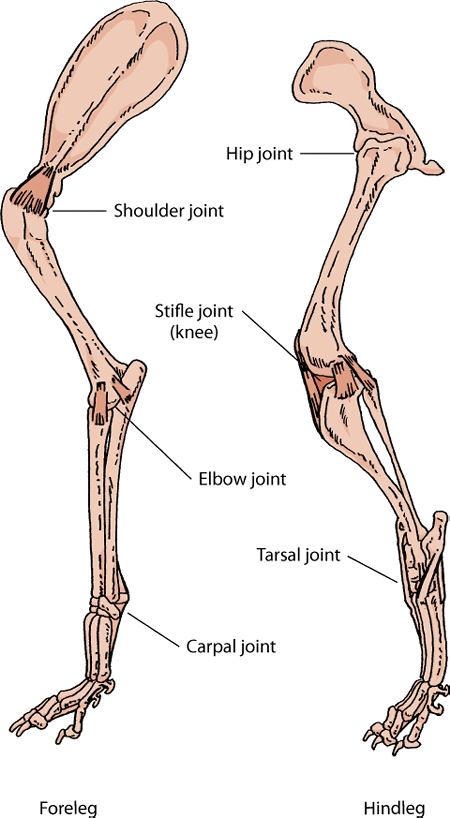 animal joint