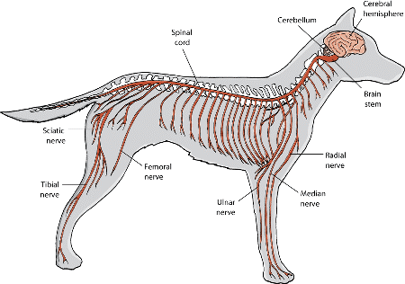 trochlear nerve function dog
