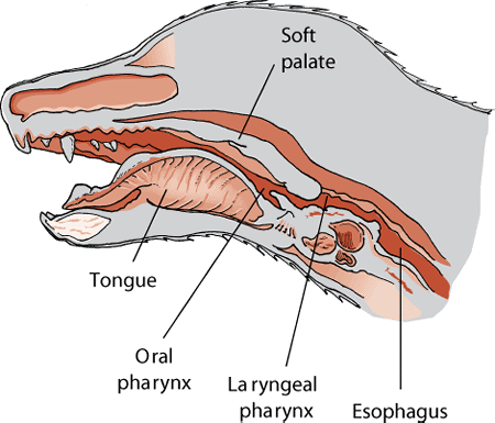 larynx function dogs