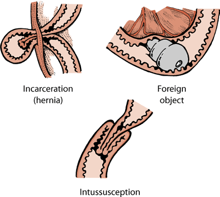 causes of intussusception in puppies