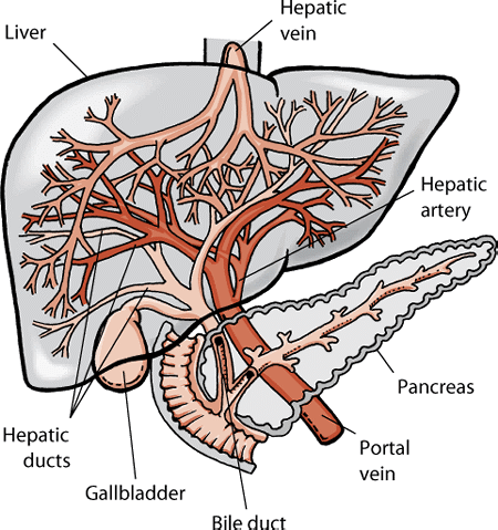 gallbladder anatomy cat