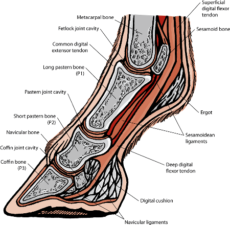do hooves have nerves