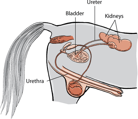 urinary system vet