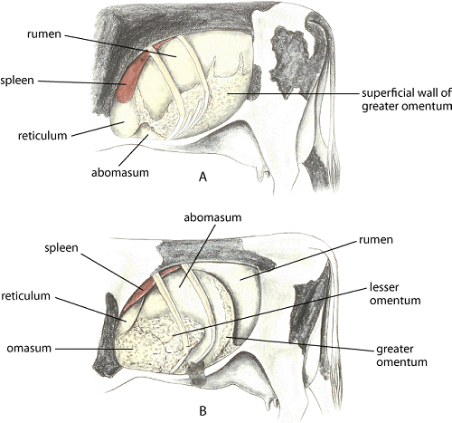 rectus abdominis cattle